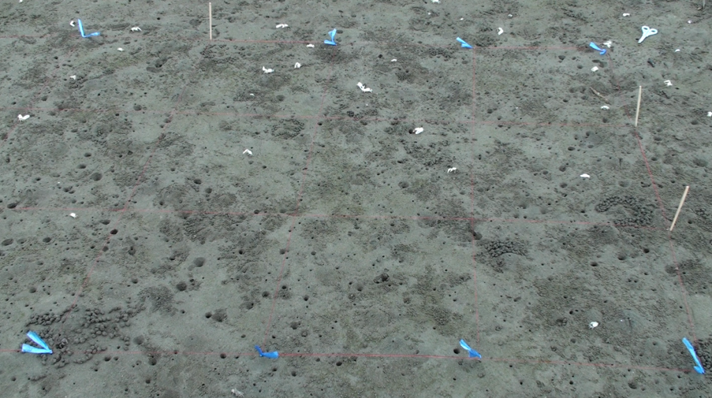 透視変換 (Homography Transformation)